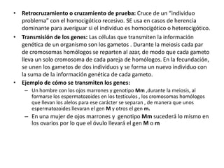Ud 12. genética mendeliana | PDF