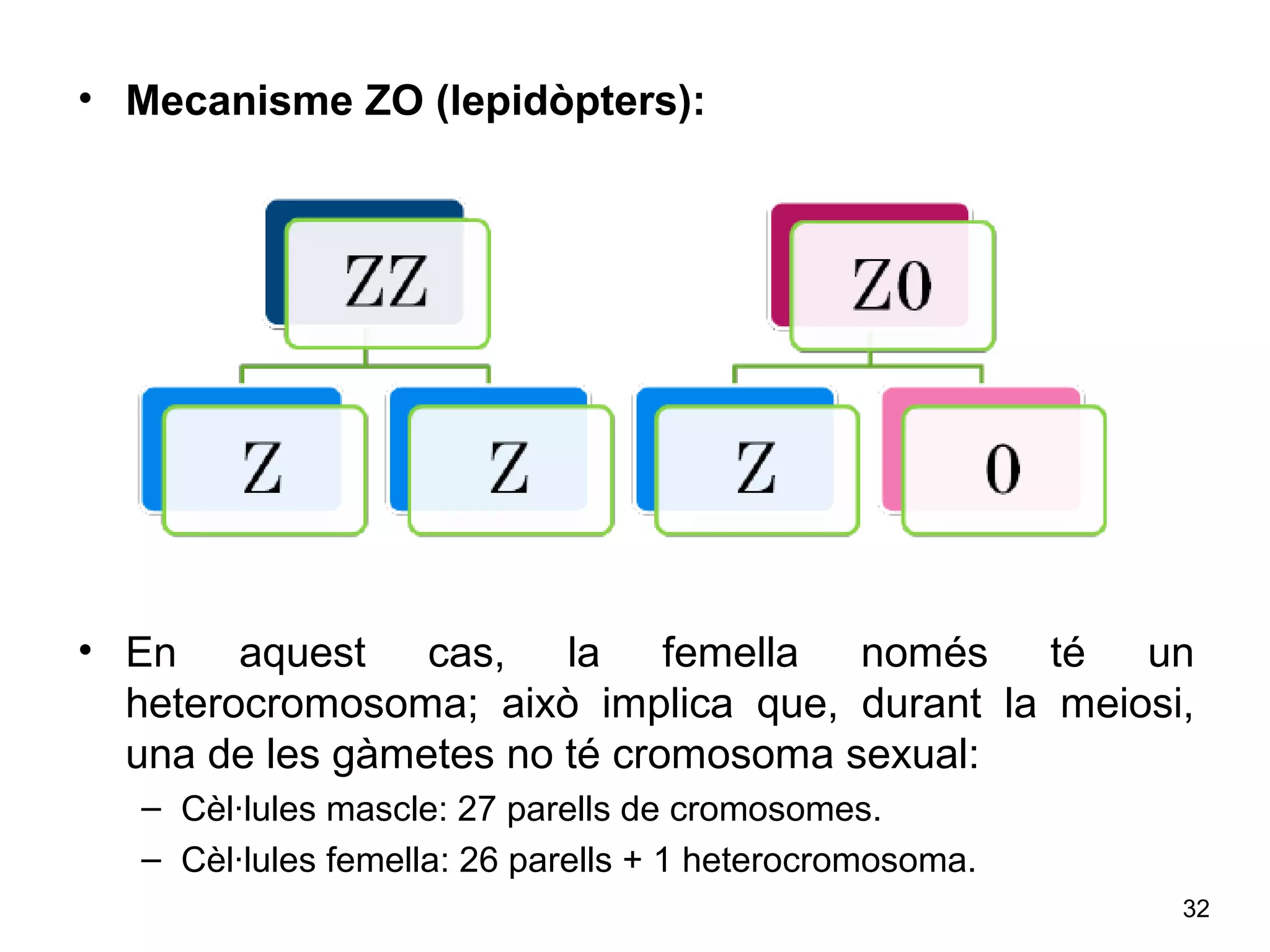 Biologia 2n Batxillerat. U13. Genètica mendeliana. | PDF
