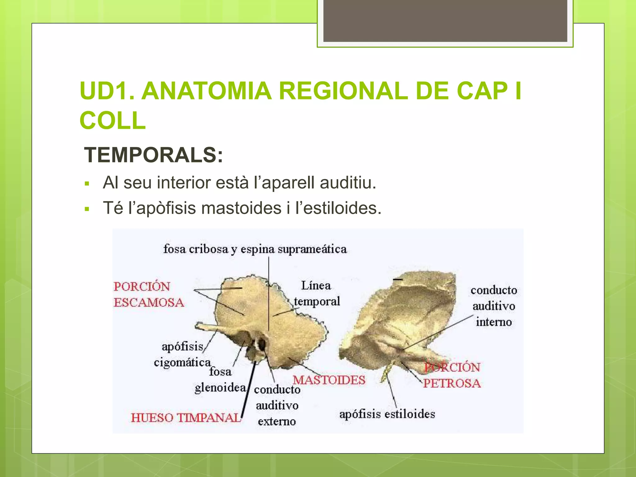 Anatomia cap | PPTX