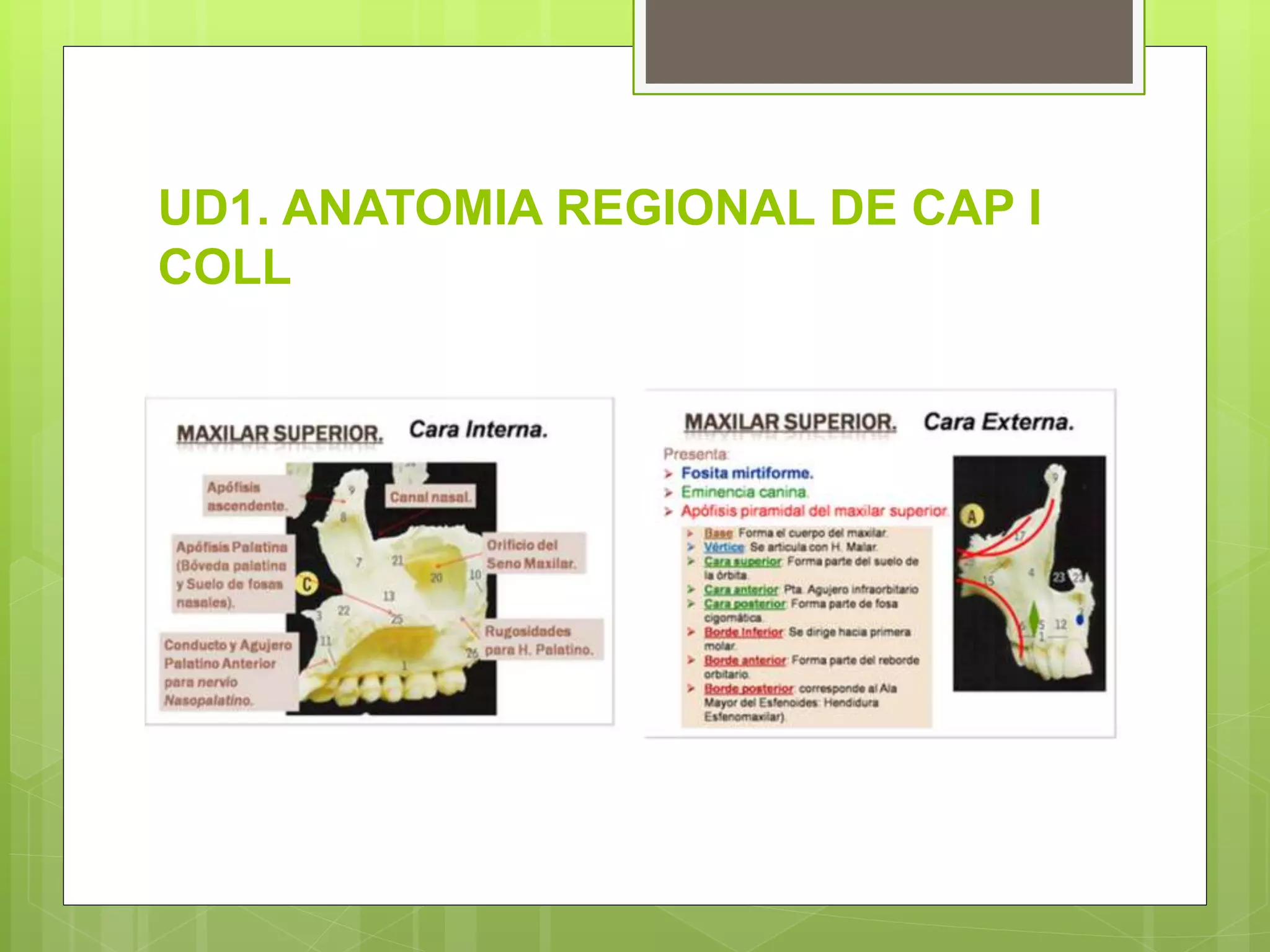 Anatomia cap | PPTX