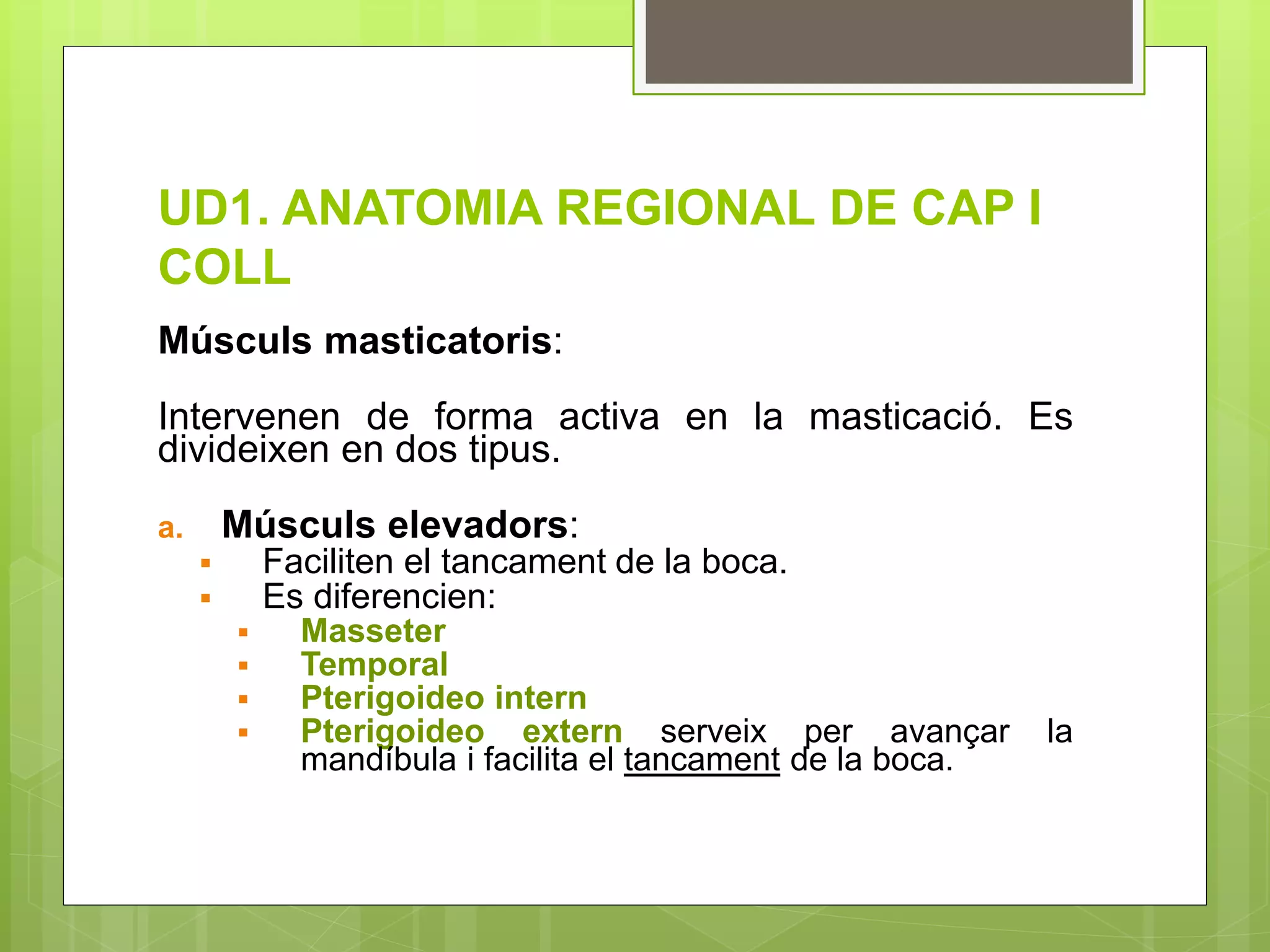 Anatomia cap | PPTX