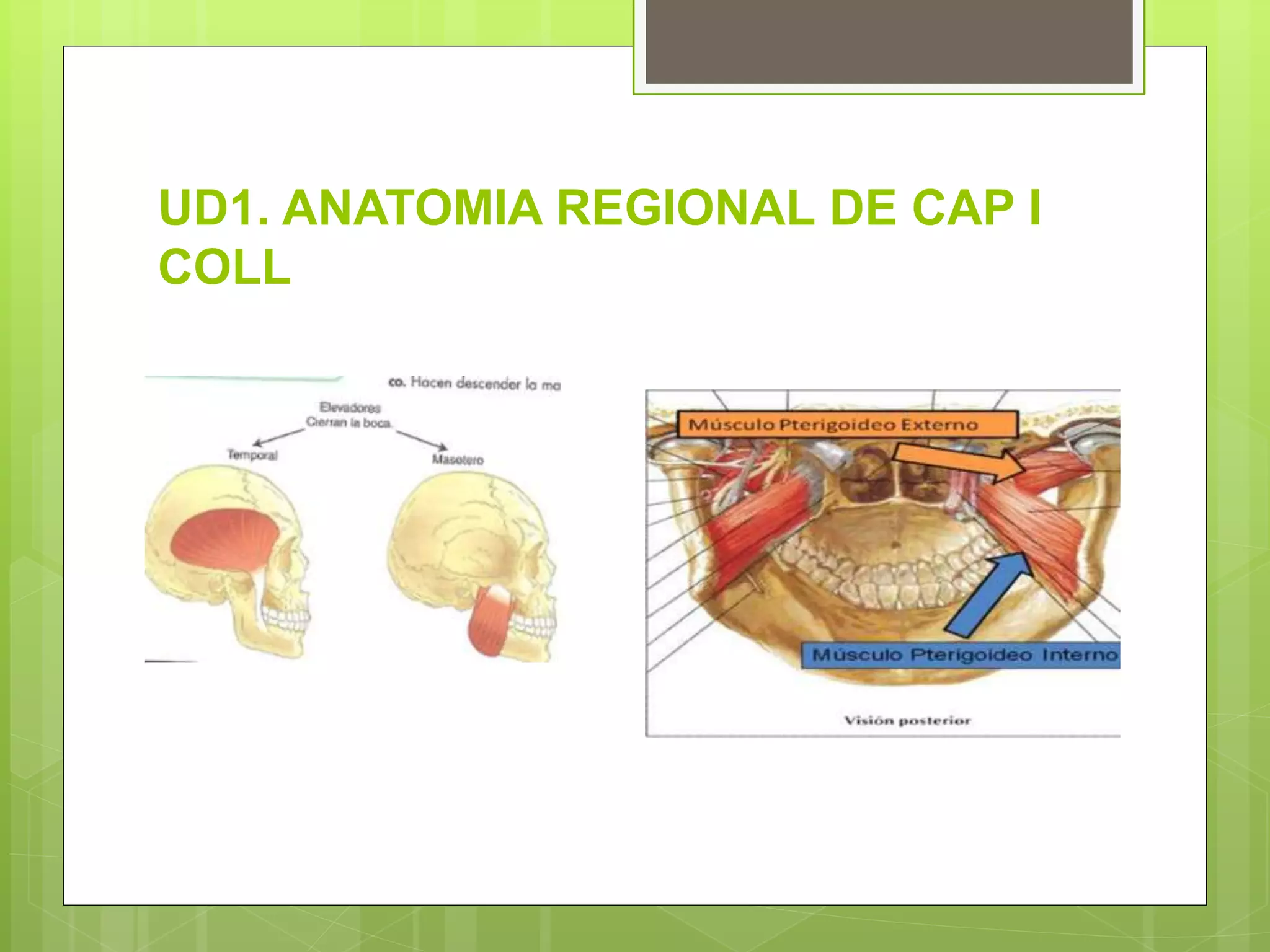 Anatomia cap | PPTX