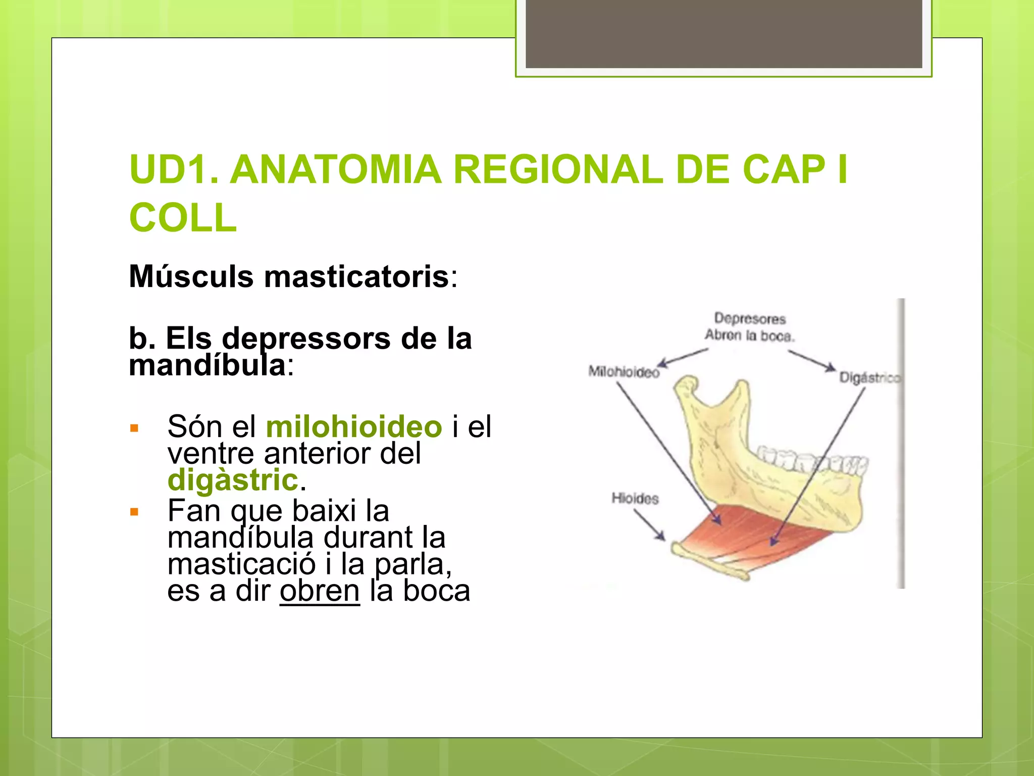Anatomia cap | PPTX