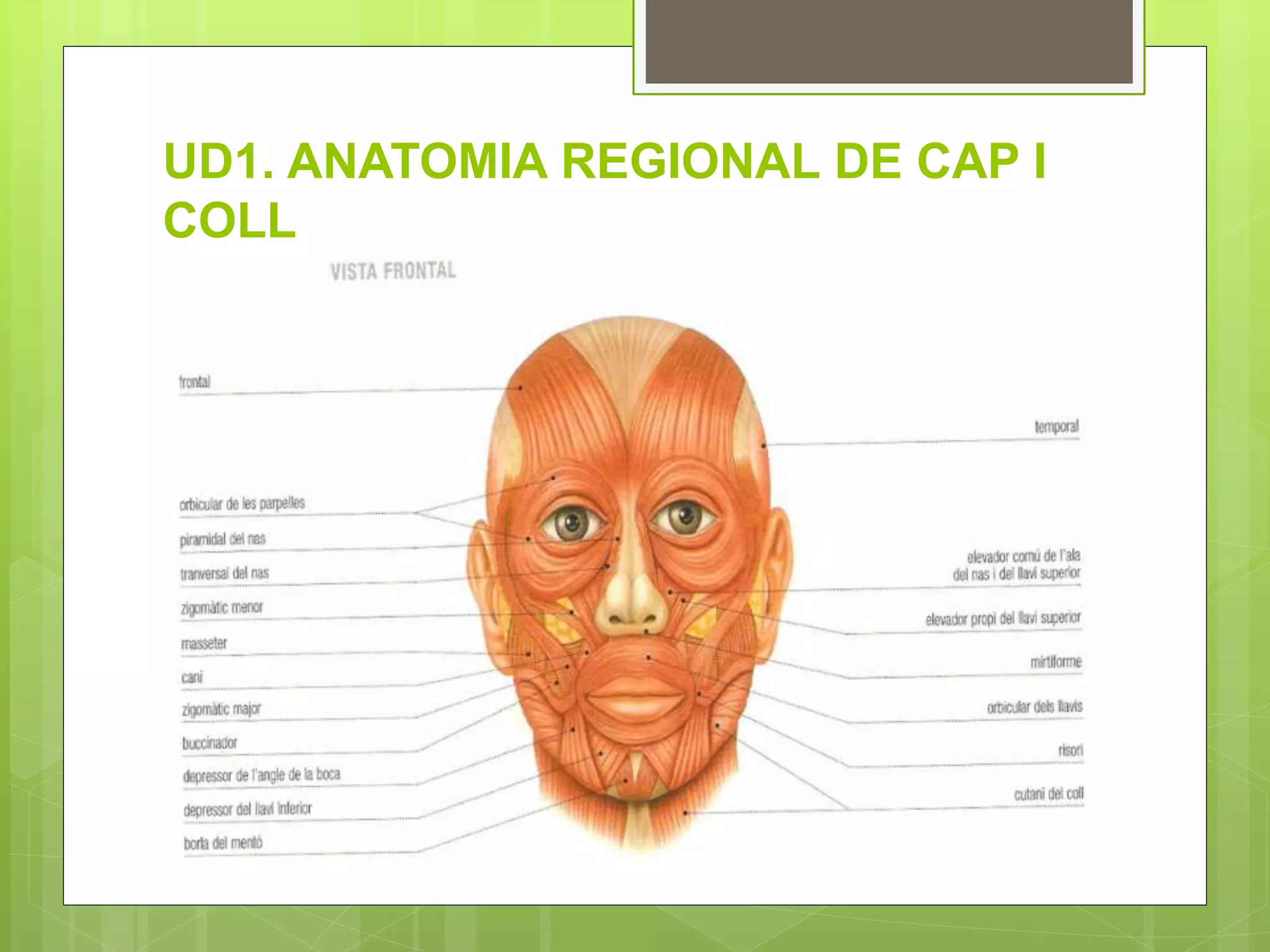 Anatomia cap | PPTX