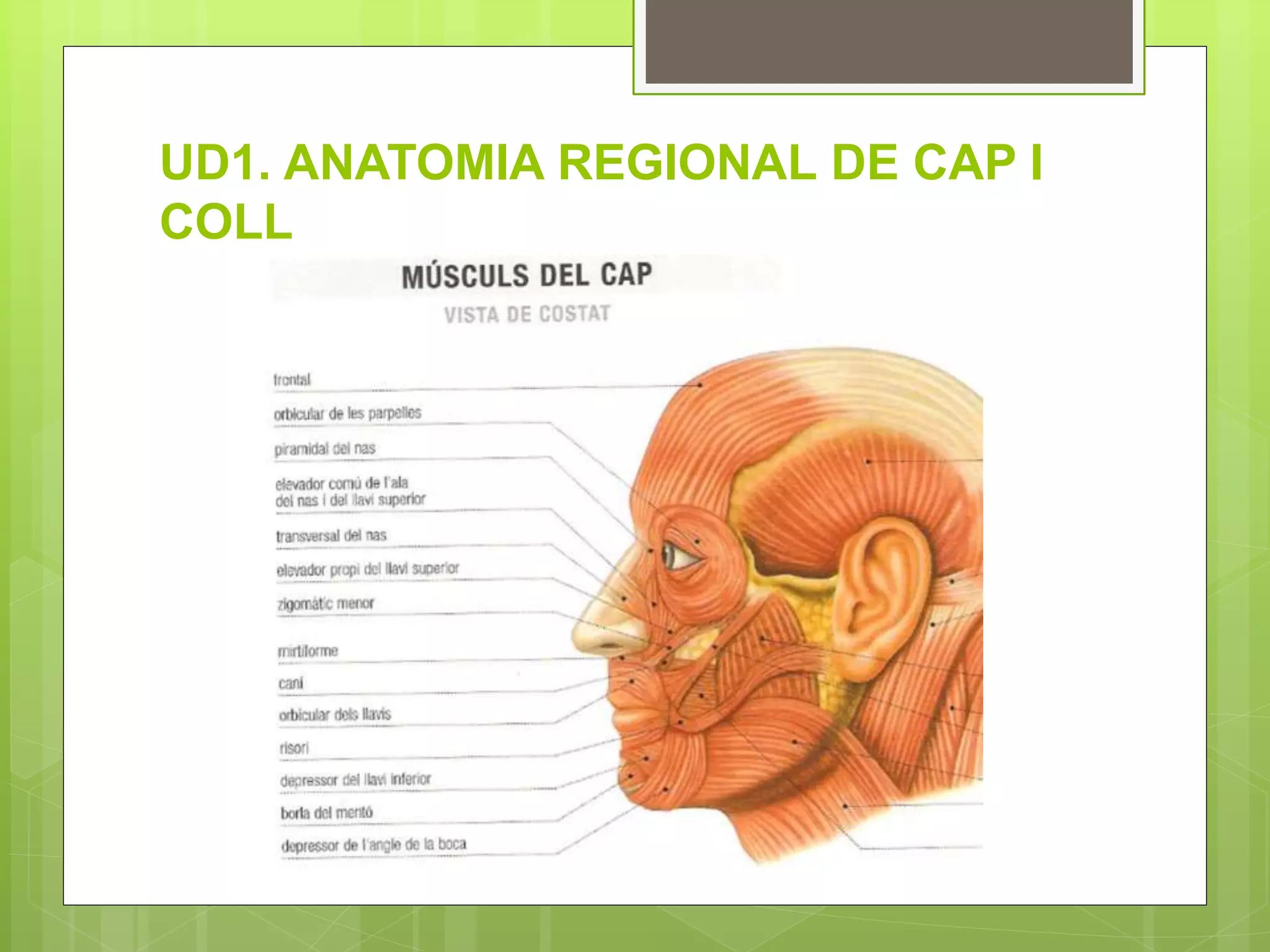 Anatomia cap | PPTX