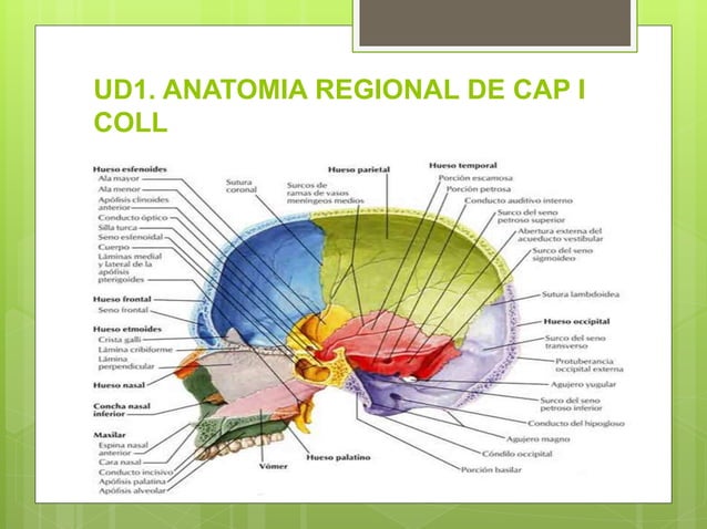 Anatomia cap | PPTX