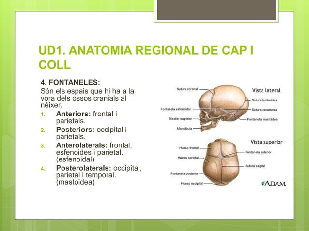 Anatomia cap | PPTX