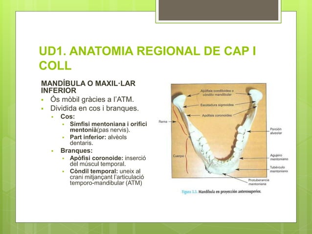 Anatomia cap | PPTX