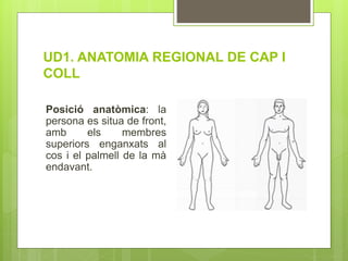 Anatomia cap | PPTX