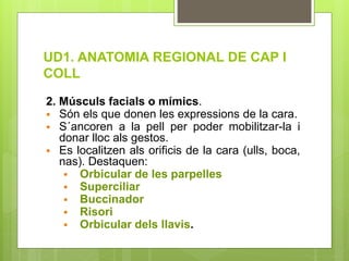 Anatomia cap | PPTX