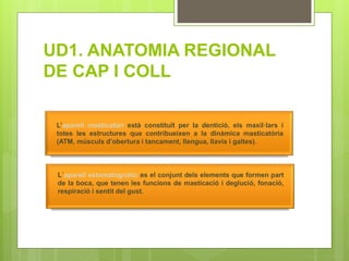 Anatomia cap | PPTX