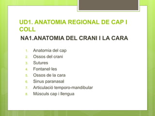 Anatomia cap | PPTX