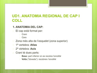 Anatomia cap | PPTX
