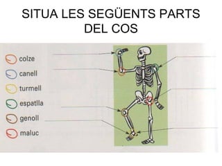 Ud 1 descobrim com és el nostre cos | PPT