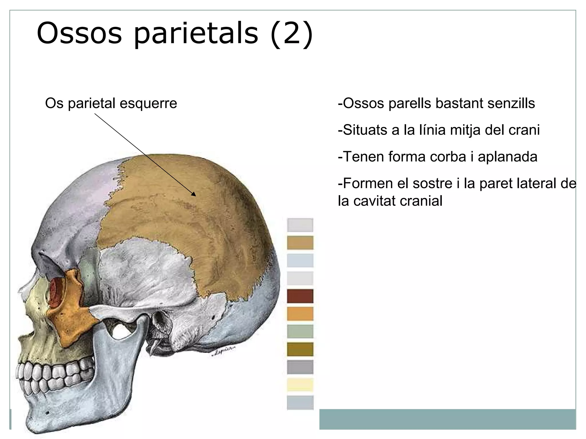 Ud2 anatomia cavitat bucal | PPT
