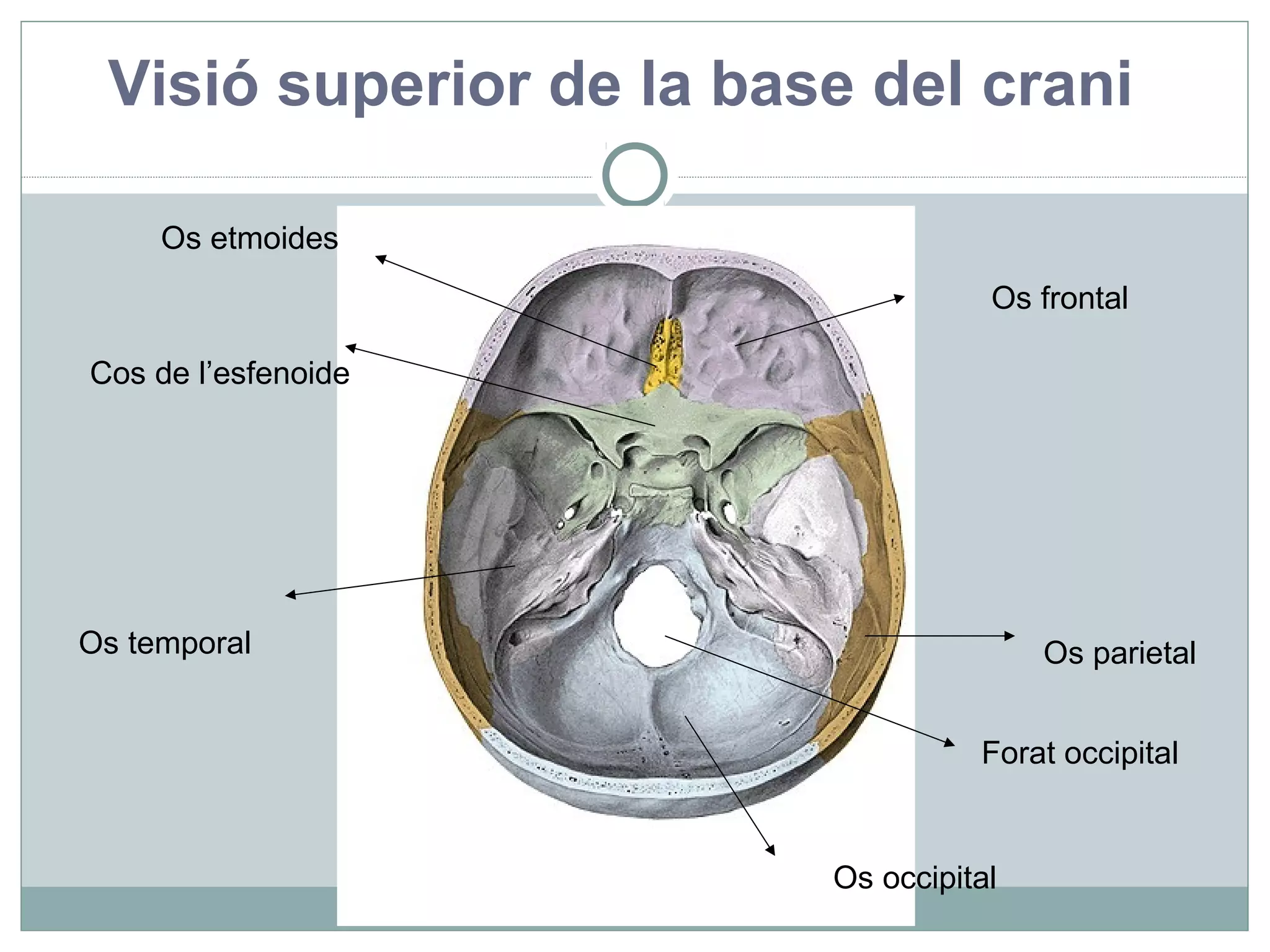 Ud2 anatomia cavitat bucal | PPT
