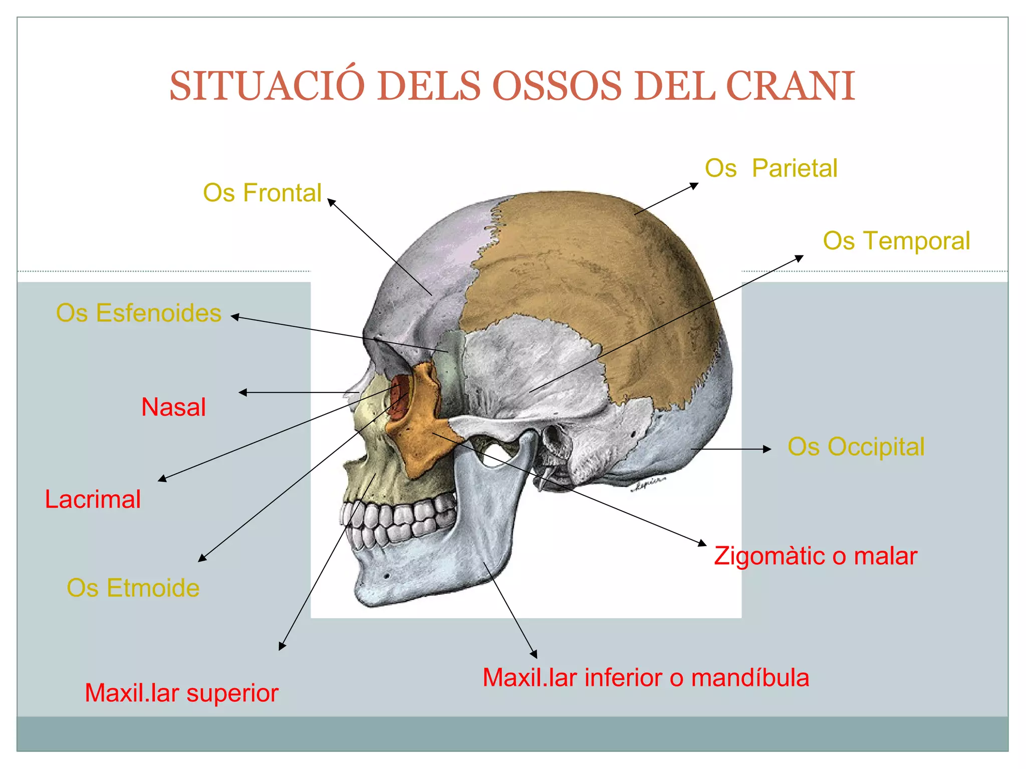 Ud2 anatomia cavitat bucal | PPT
