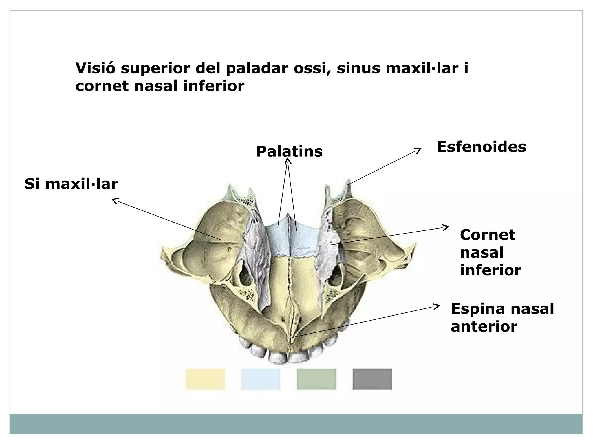 Ud2 anatomia cavitat bucal | PPT