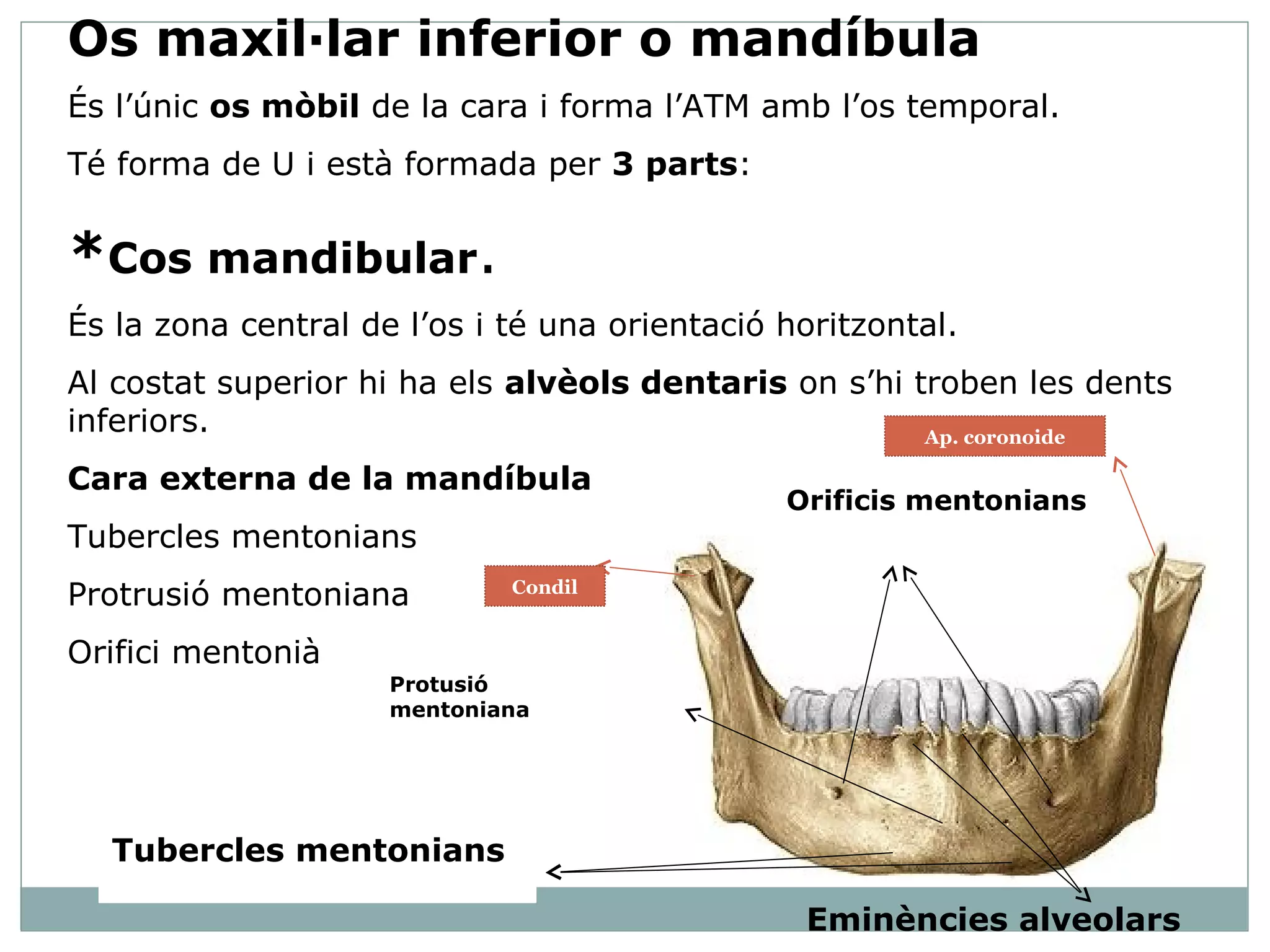 Ud2 anatomia cavitat bucal | PPT