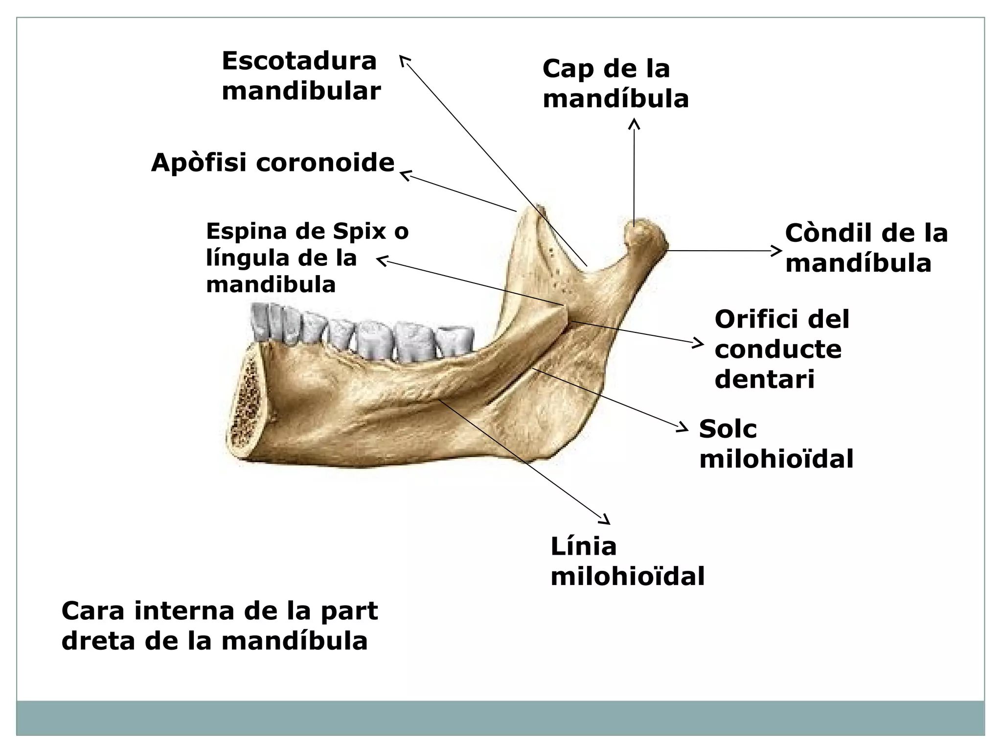 Ud2 anatomia cavitat bucal | PPT