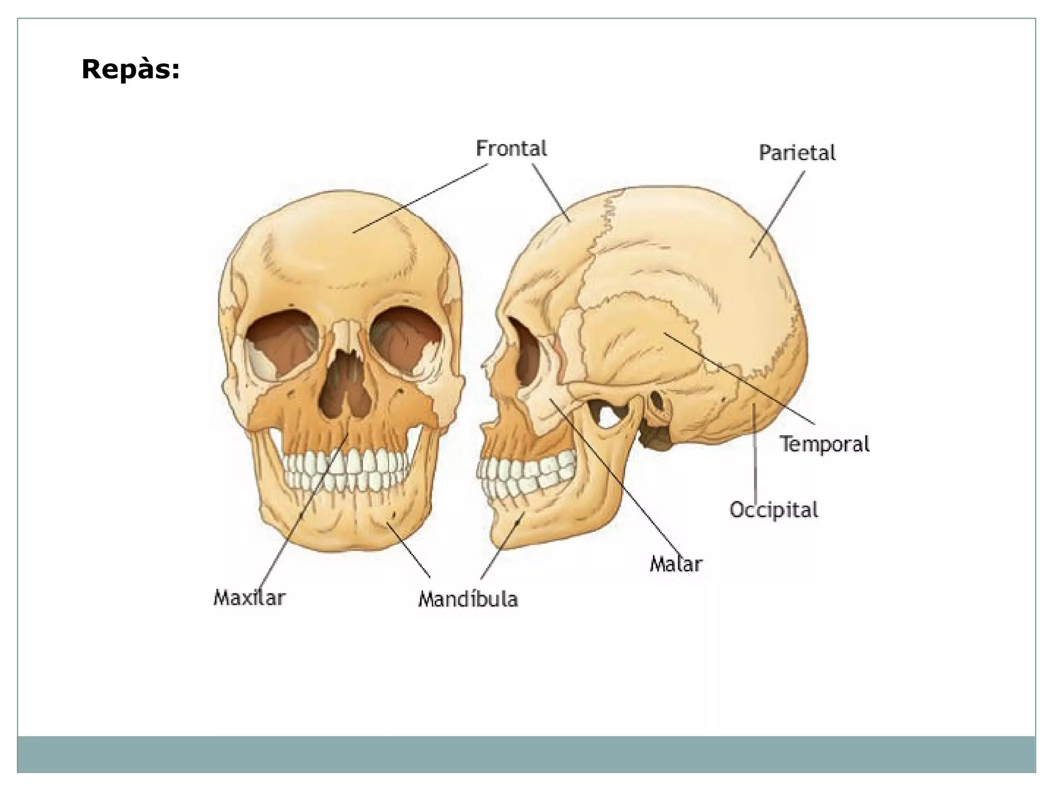 Ud2 anatomia cavitat bucal | PPT