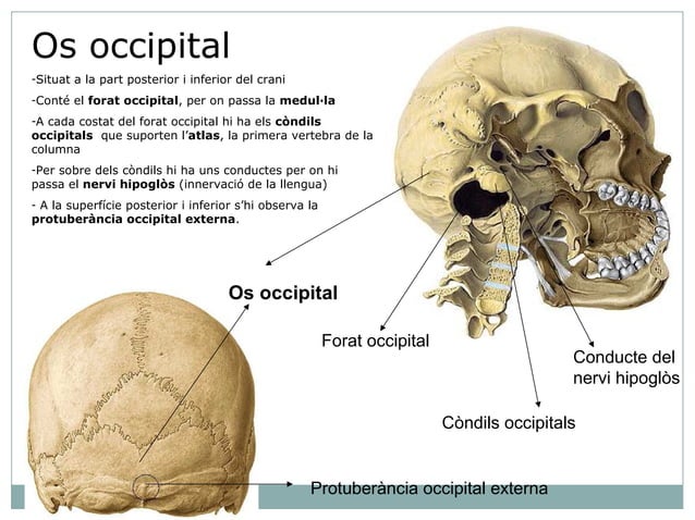 Ud2 anatomia cavitat bucal | PPT