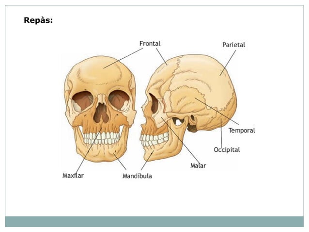 Ud2 anatomia cavitat bucal | PPT