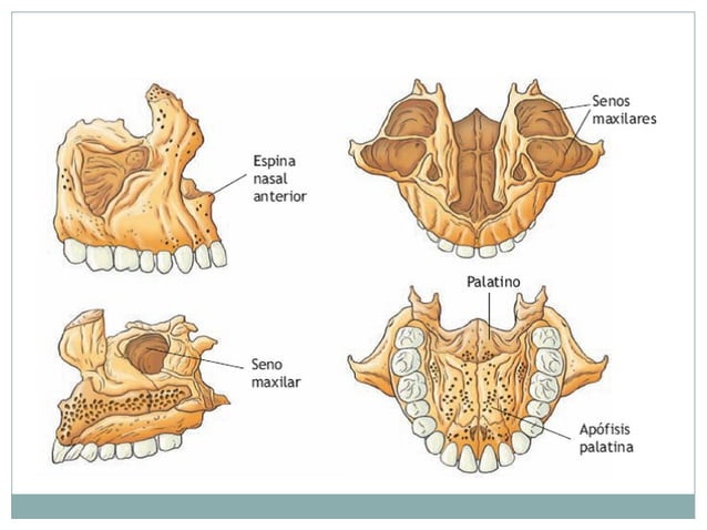Ud2 anatomia cavitat bucal | PPT