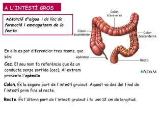 L'aparell digestiu | PPT