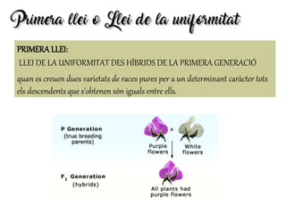 UD4. MENDEL I LES LLEIS DE L'HERÈNCIA | PDF