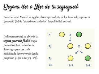 UD4. MENDEL I LES LLEIS DE L'HERÈNCIA | PDF
