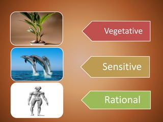 Aristotle & Stoics - Issue Of Soul (Philosophy Of Man) | PPT
