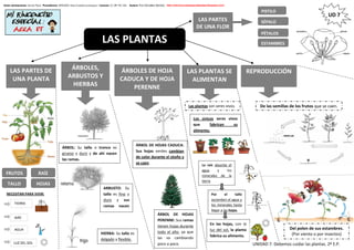 Ud7 Debemos cuidar las plantas. 2º de Primaria.Conocimiento del Medio | PDF