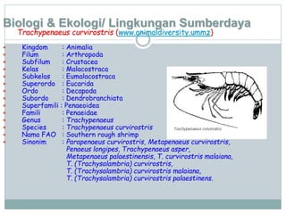 udang_ppt.ppt