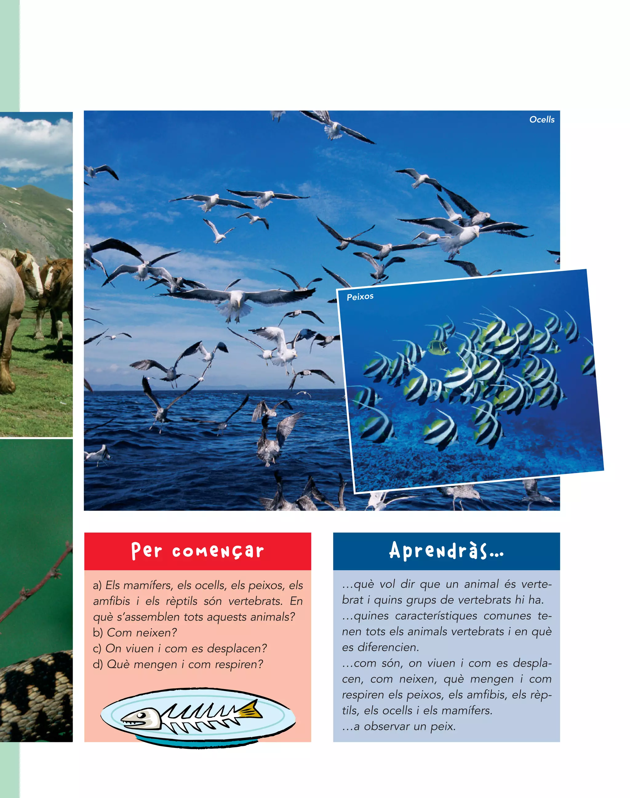 Ud animals barcanova | PDF