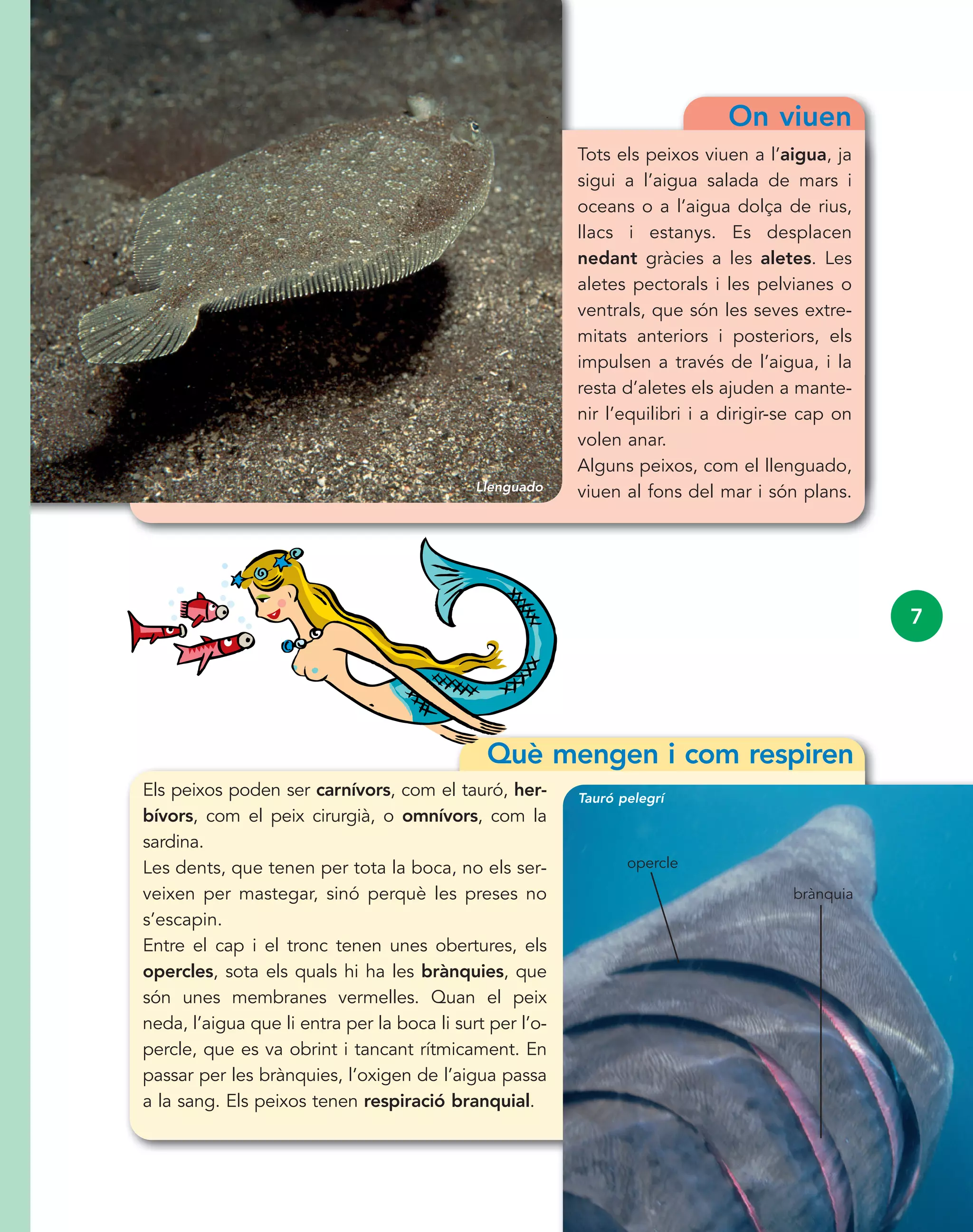 Ud animals barcanova | PDF