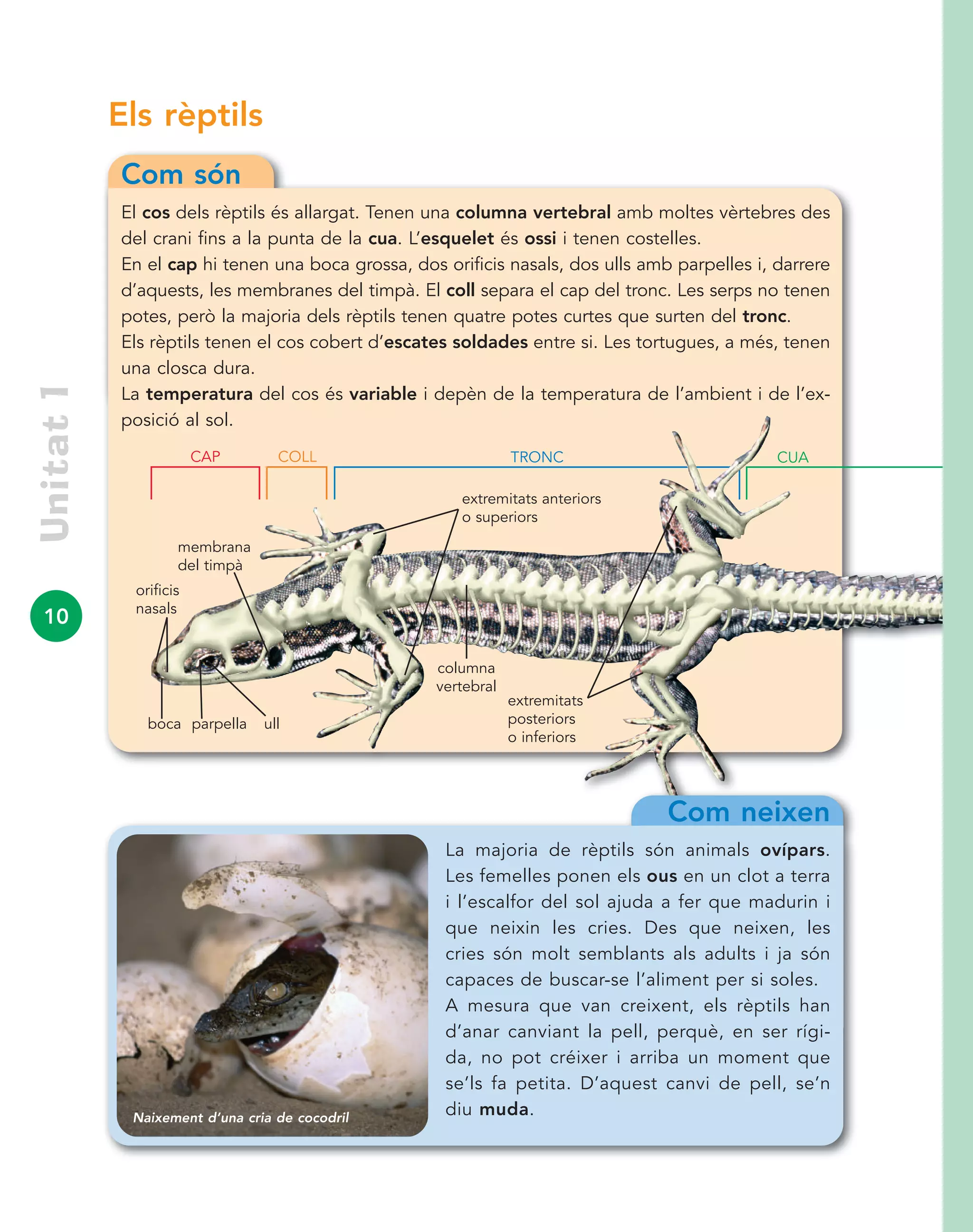Ud animals barcanova | PDF