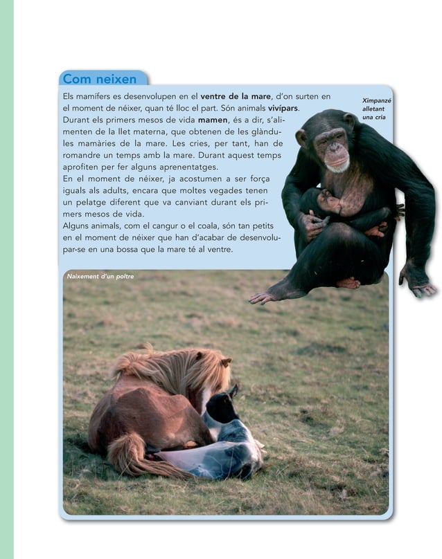 Ud animals barcanova | PDF