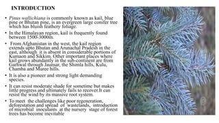 bluepine performance with bioinoculants.pptx | Gardening | Home & Garden