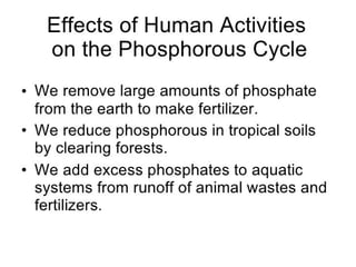 NUTRIENT CYCLE. - udaykumar | PPT