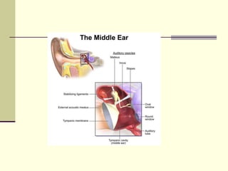 Introduction of ear | PPT