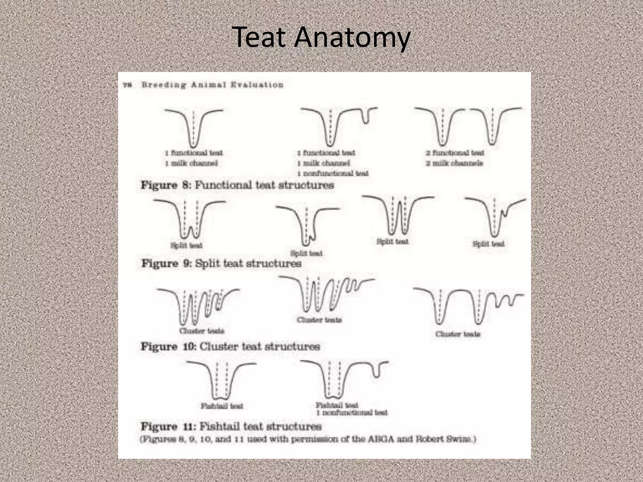 Udder health in ewes and does | PPTX