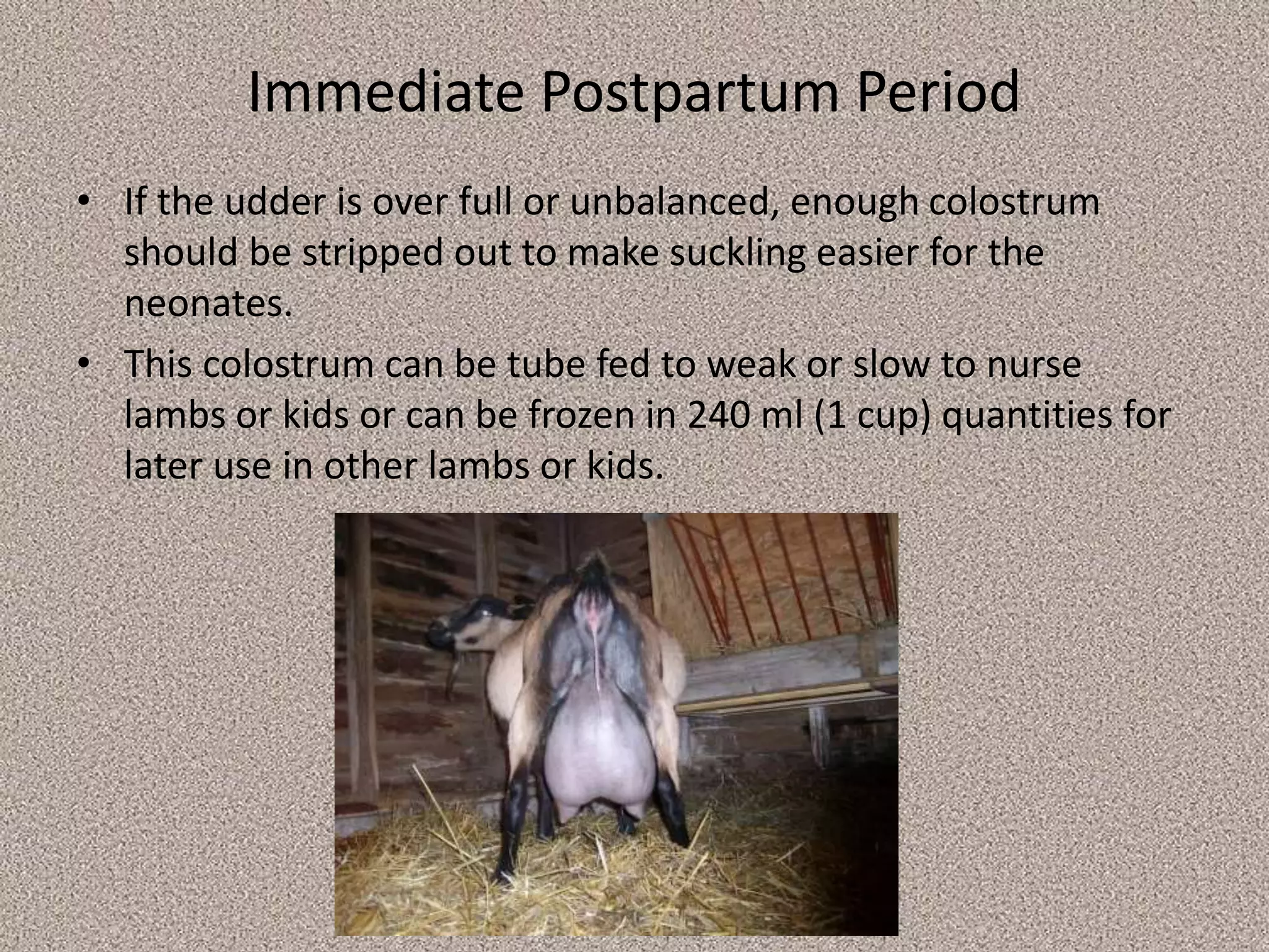 Udder health in ewes and does | PPTX