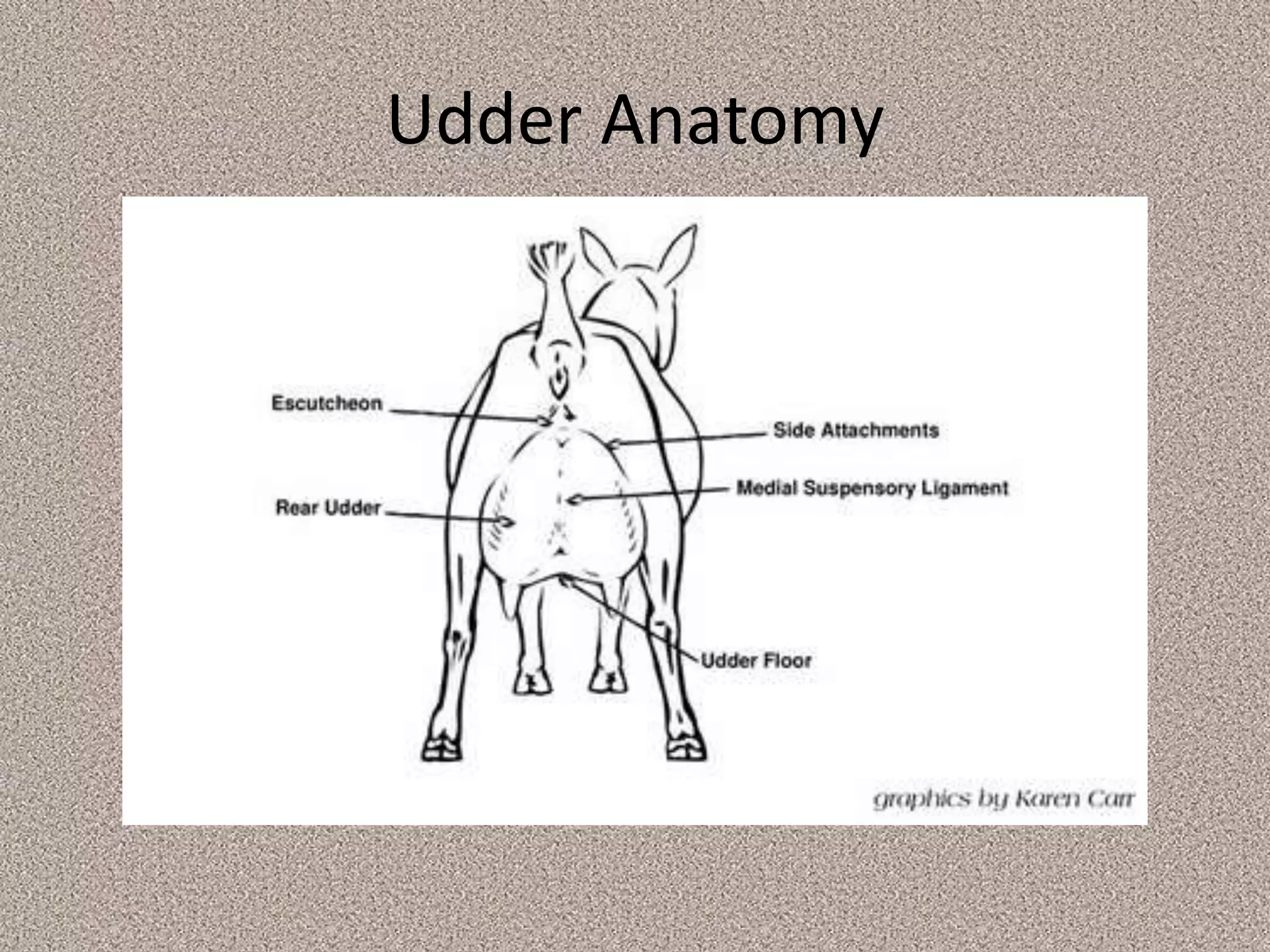 Udder health in ewes and does | PPTX