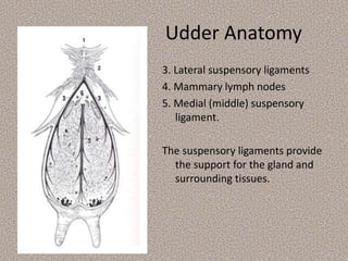 Udder health in ewes and does | PPTX