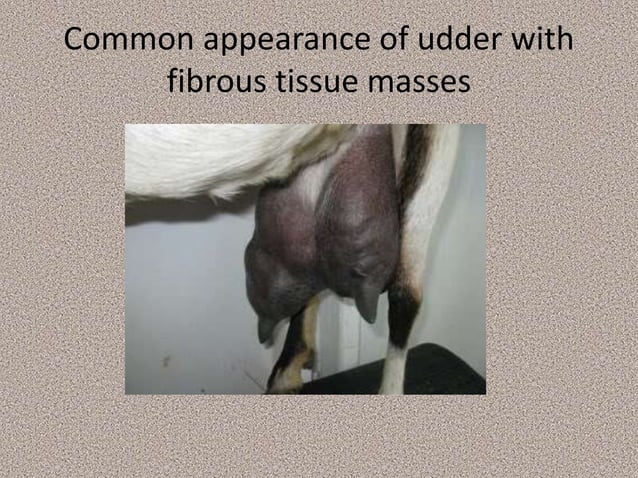 Udder health in ewes and does | PPTX