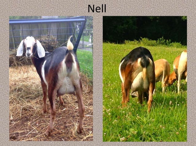 Udder health in ewes and does | PPTX