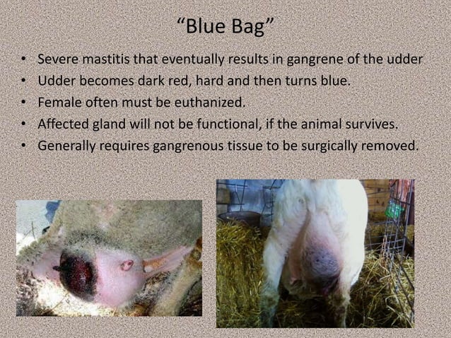 Udder health in ewes and does | PPTX