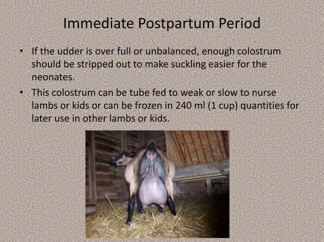 Udder health in ewes and does | PPT