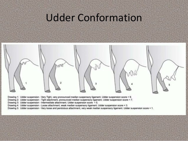 Udder health in ewes and does